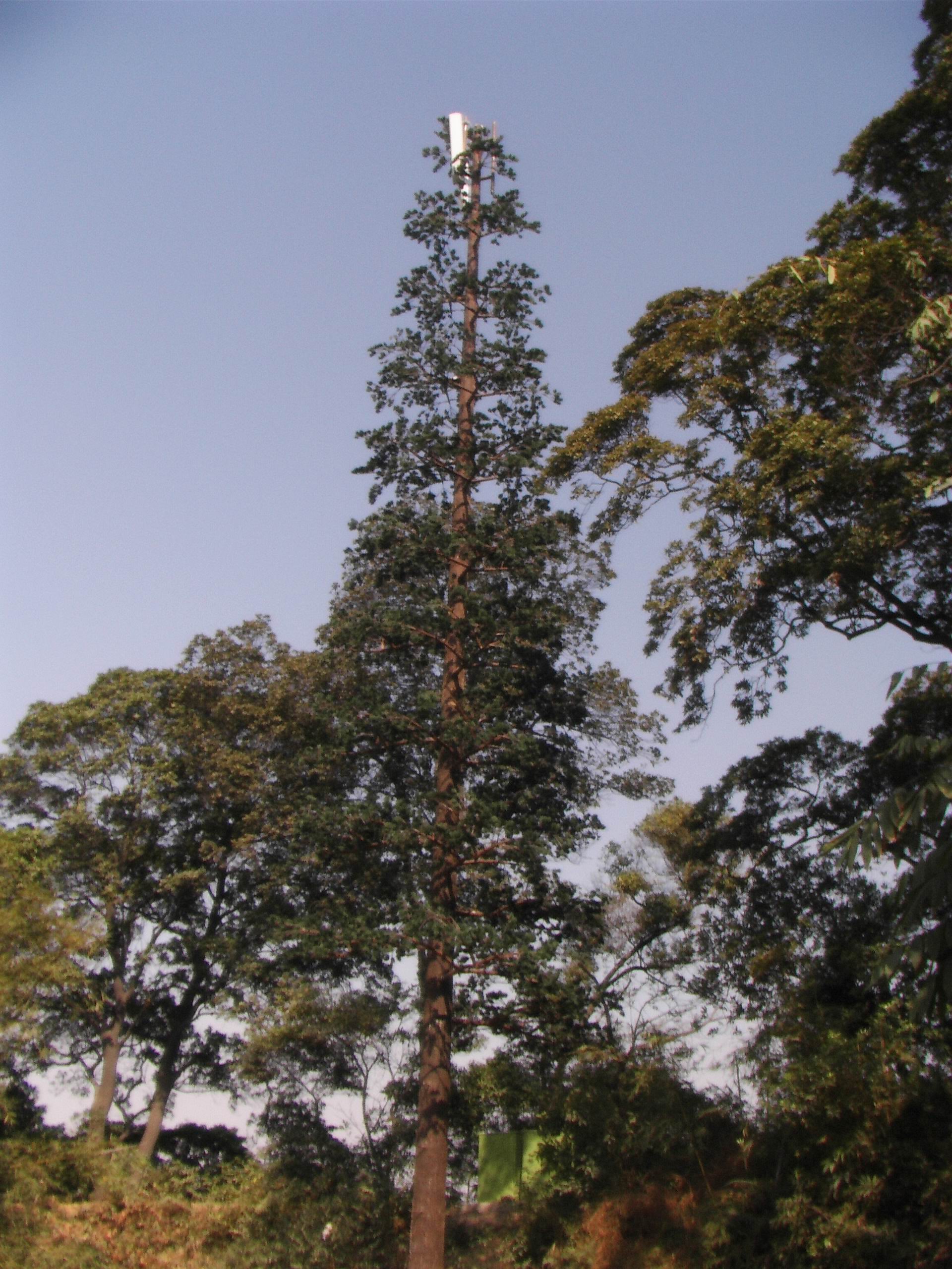 Aesthetic Tree Tower