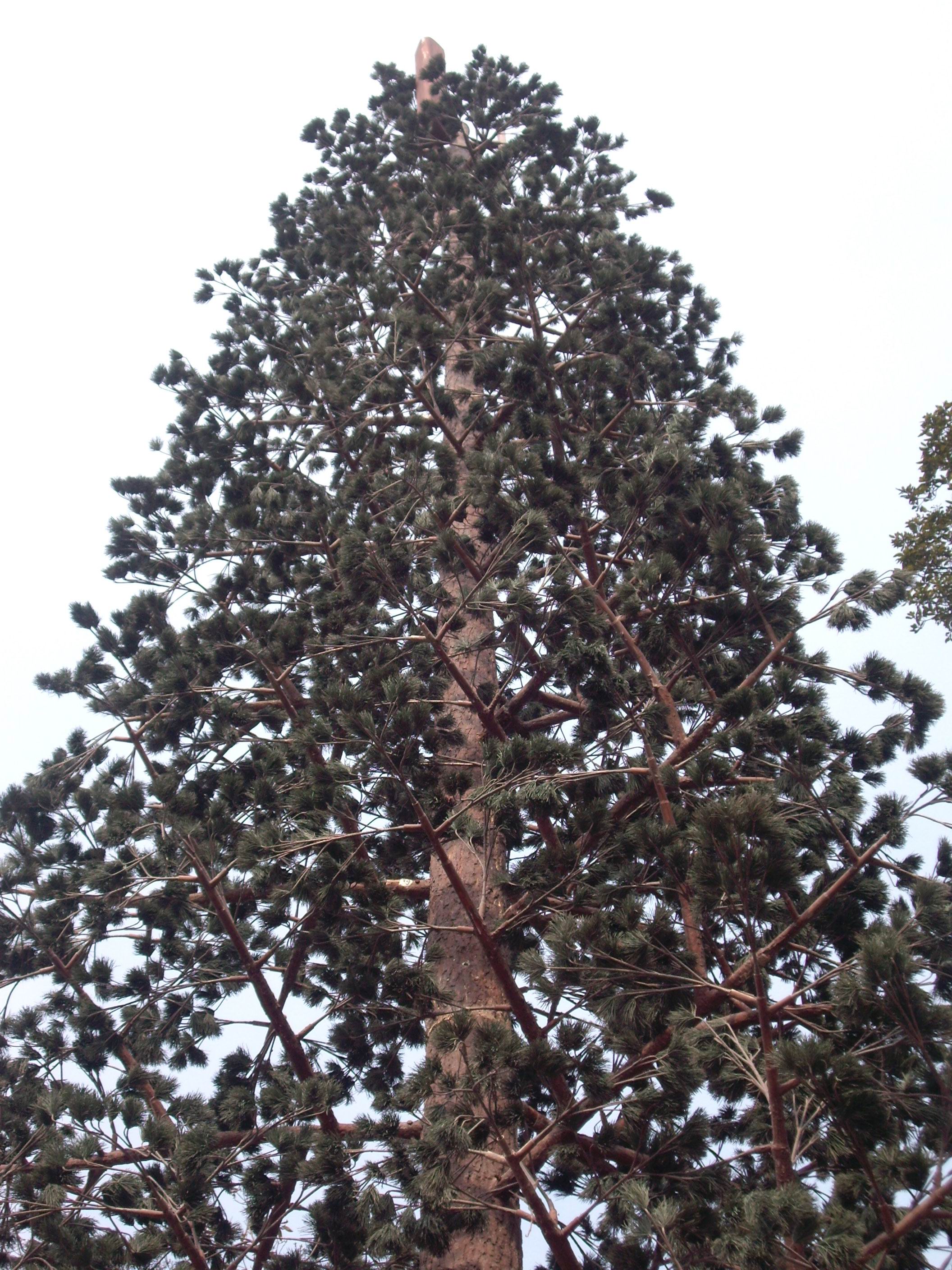 Aesthetic Tree Tower